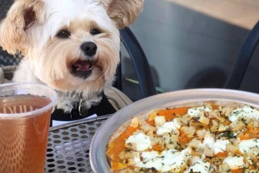 California Pizzeria Creates 'Doggy Style Pizza' for Man's Best Friend ...